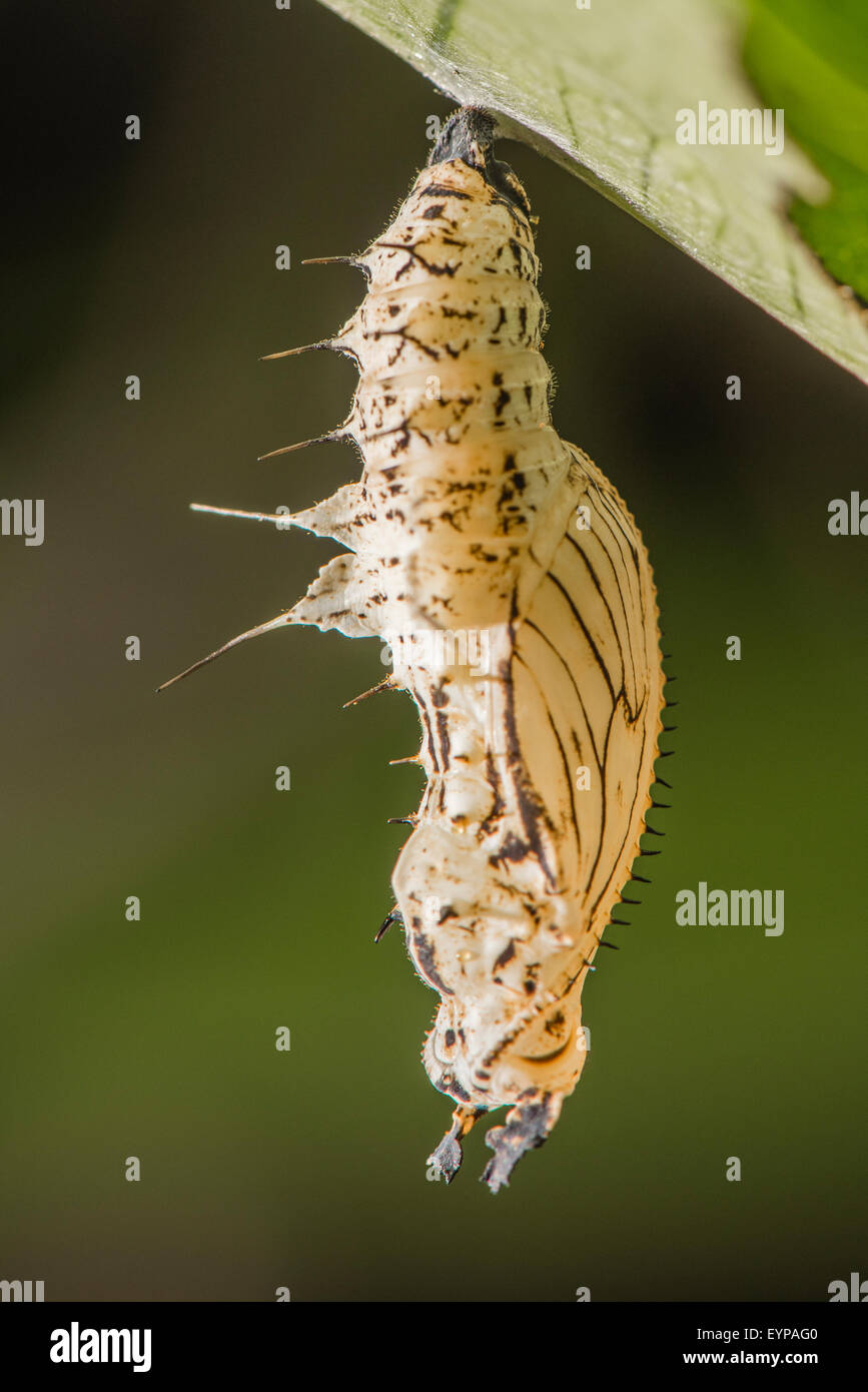 Heliconius butterfly pupa hi-res stock photography and images - Alamy