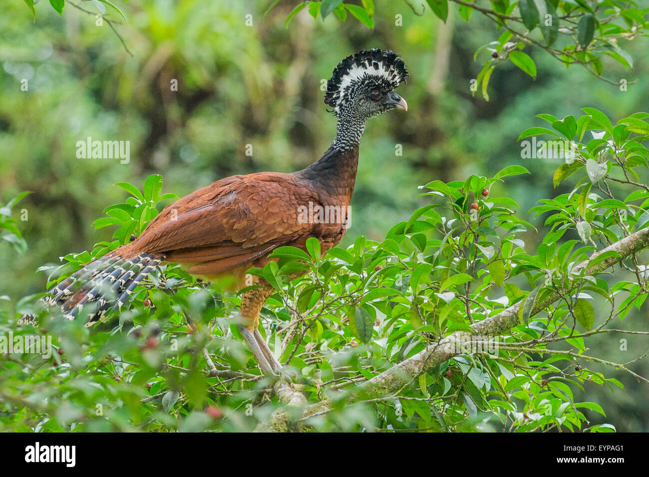 A female Great Curassow looking for food Stock Photo - Alamy