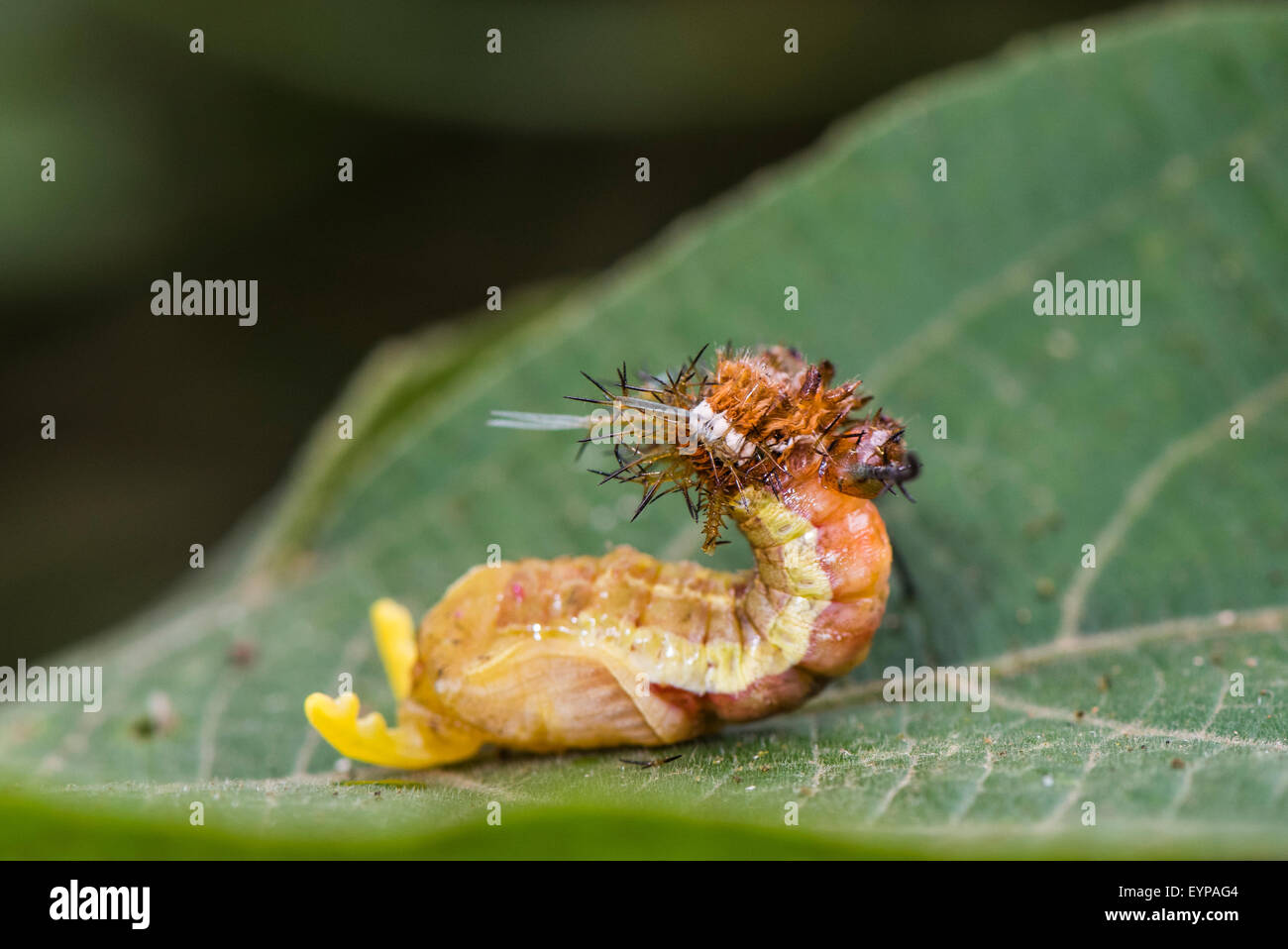 A caterpillar of the Starry Cracker butterfly pupating Stock Photo - Alamy