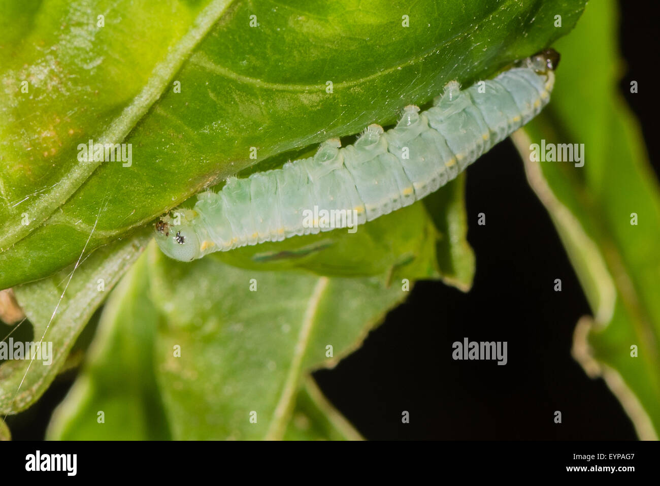 A caterpillar of the Clearwing butterfly Stock Photo - Alamy