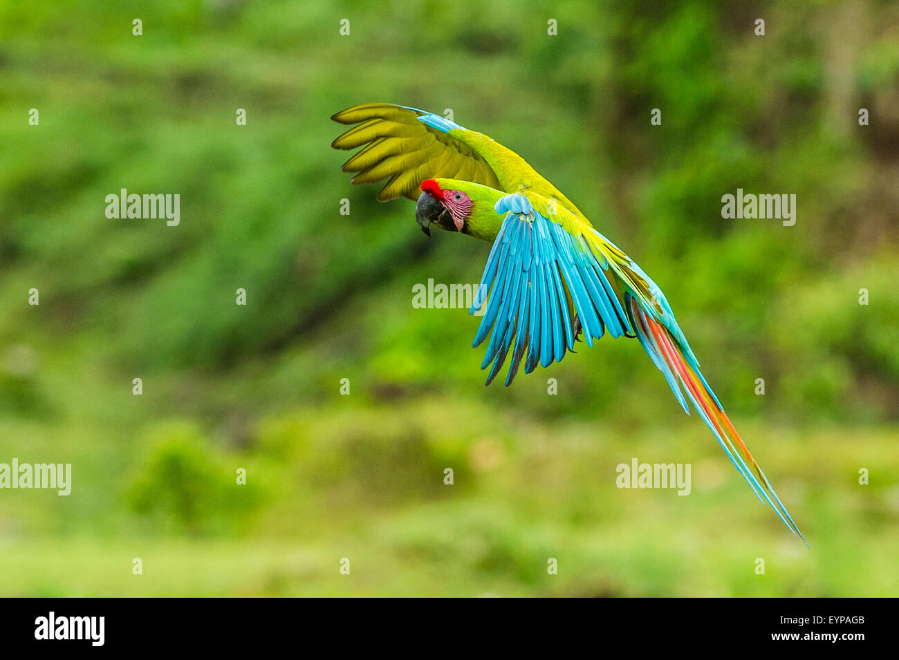 Macaw flying hi-res stock photography and images - Alamy