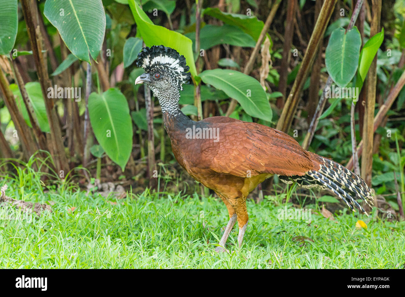 A female Great Curassow looking for food Stock Photo - Alamy