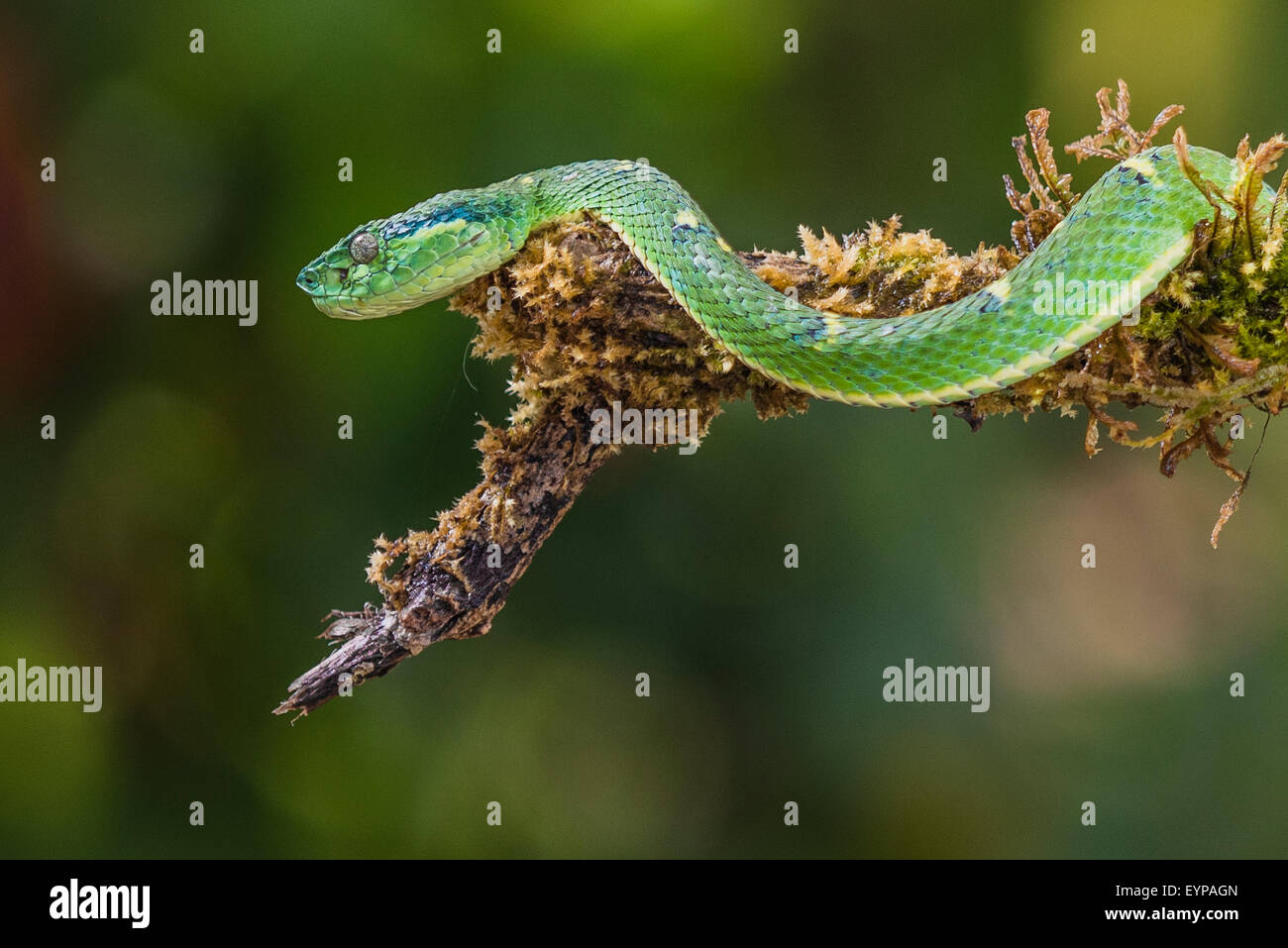 Side striped palm pit viper hi-res stock photography and images - Alamy