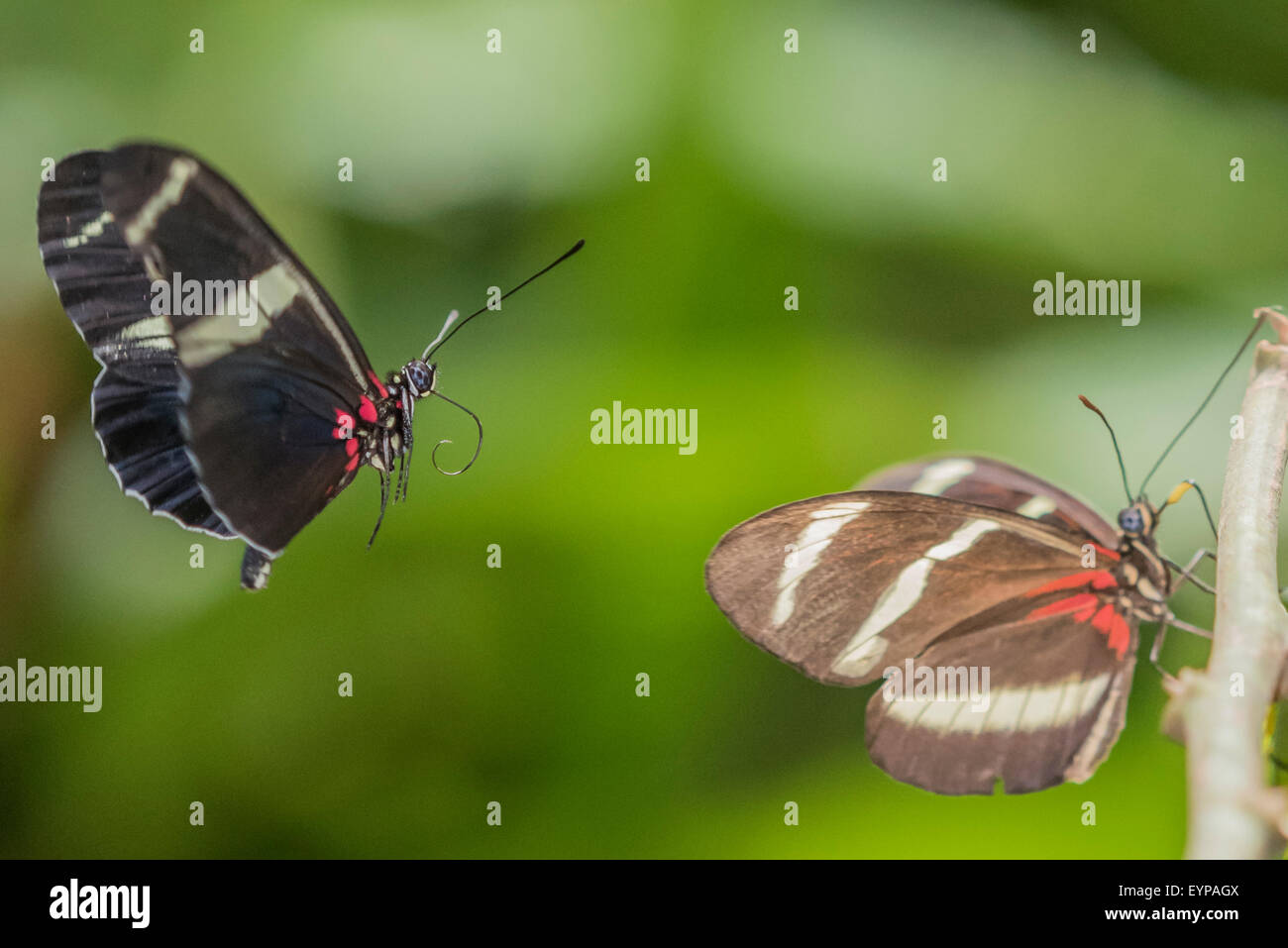 Longwing butterflies hi-res stock photography and images - Alamy
