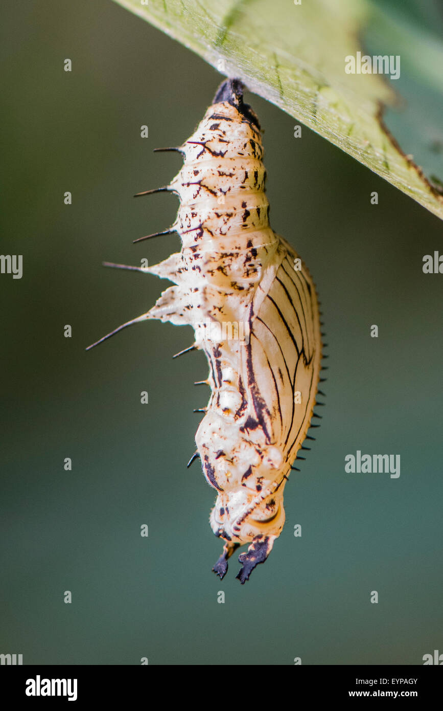 Heliconius butterfly pupa hi-res stock photography and images - Alamy