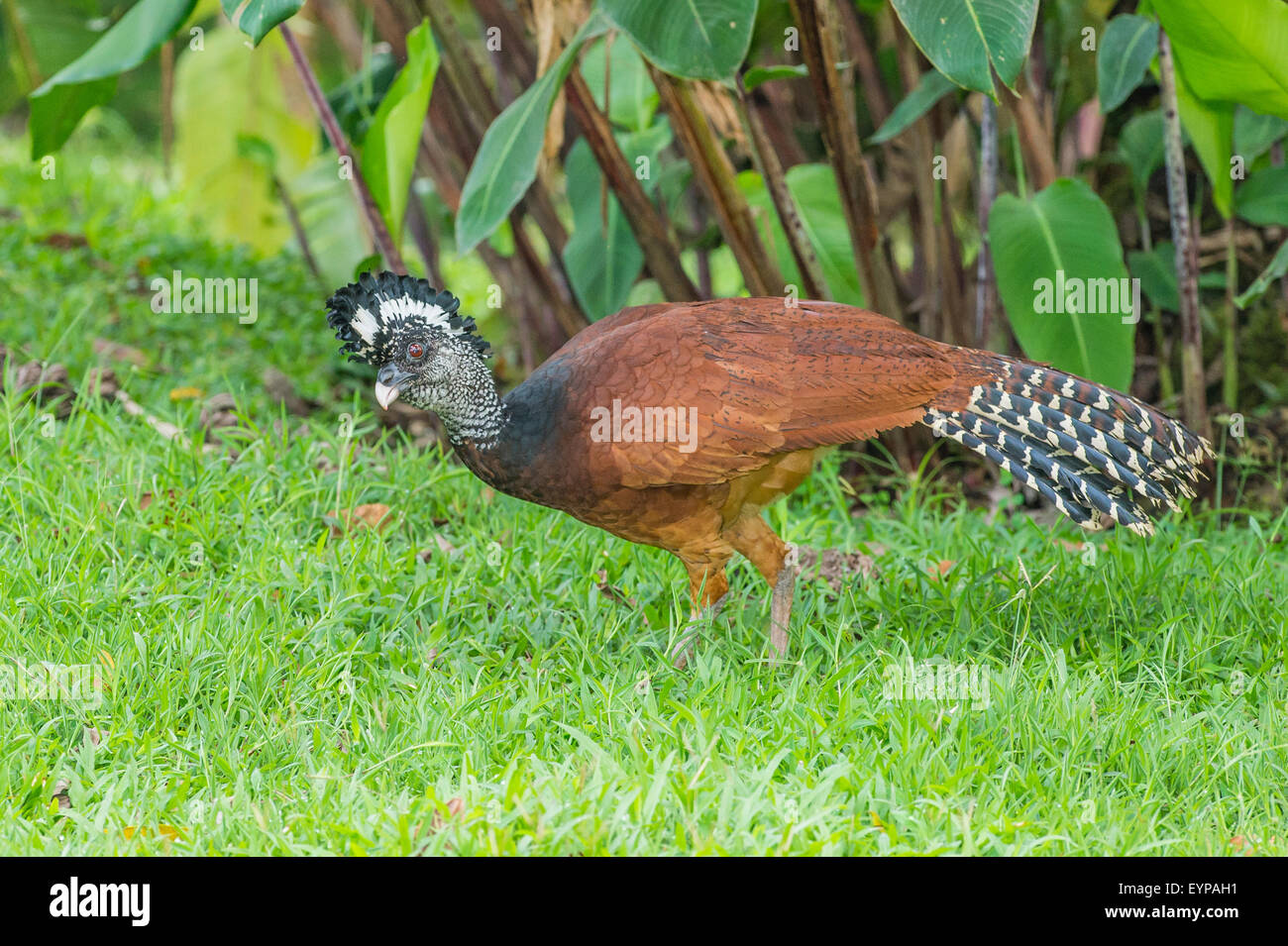 A female Great Curassow looking for food Stock Photo - Alamy