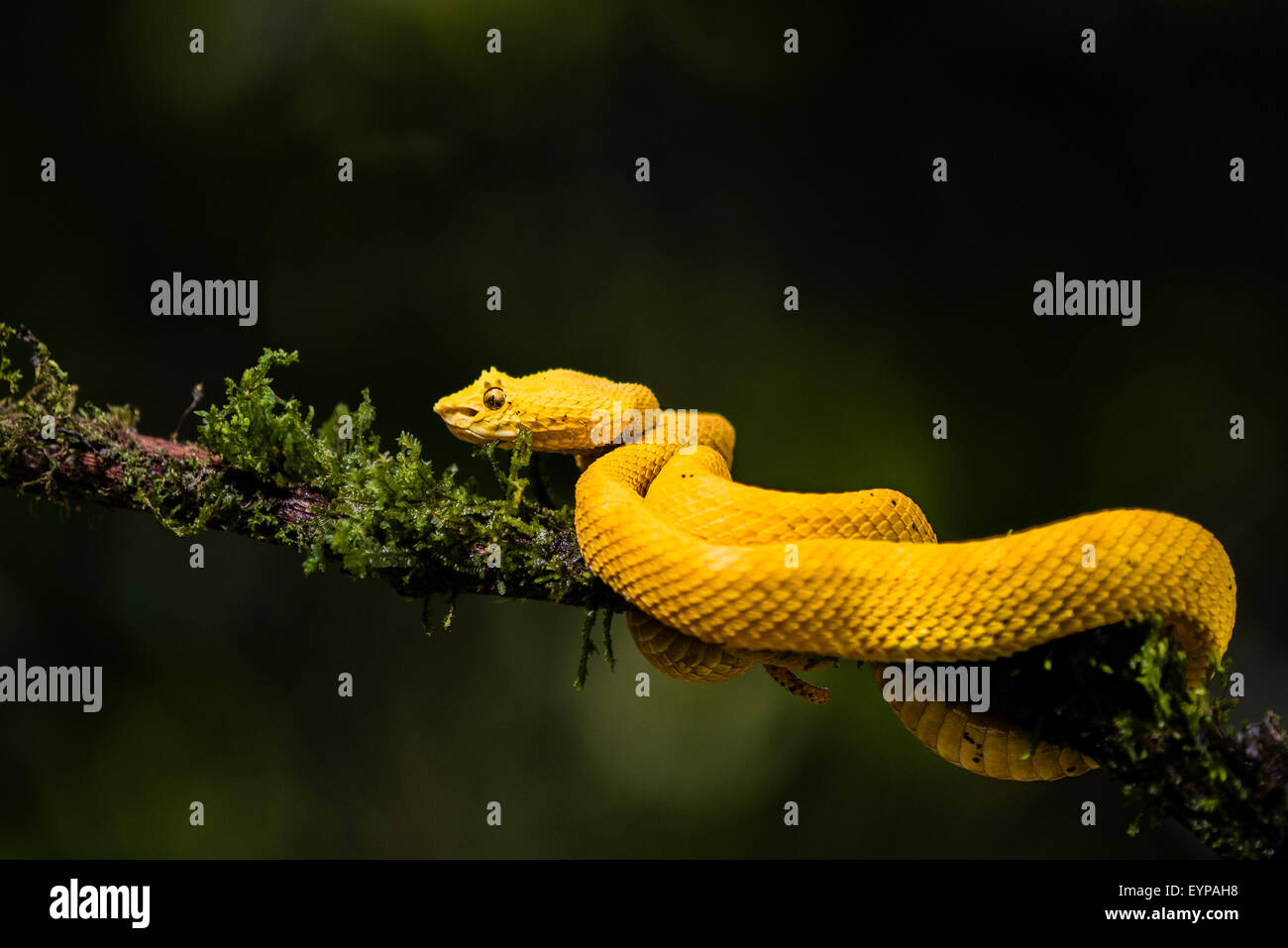 An Eyelash Pit Viper in a Costa Rica forest Stock Photo - Alamy
