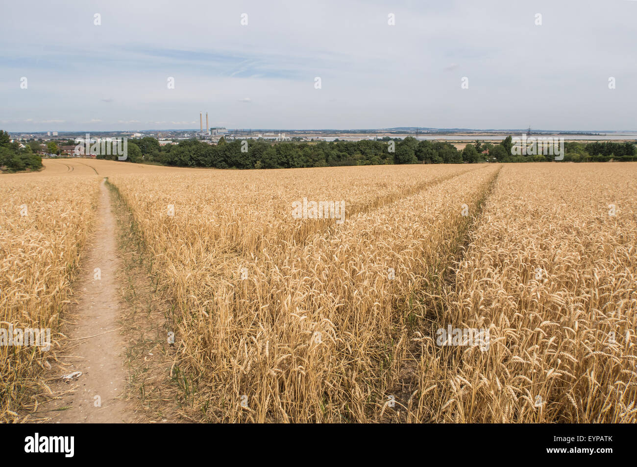 Stem pathways hi-res stock photography and images - Alamy