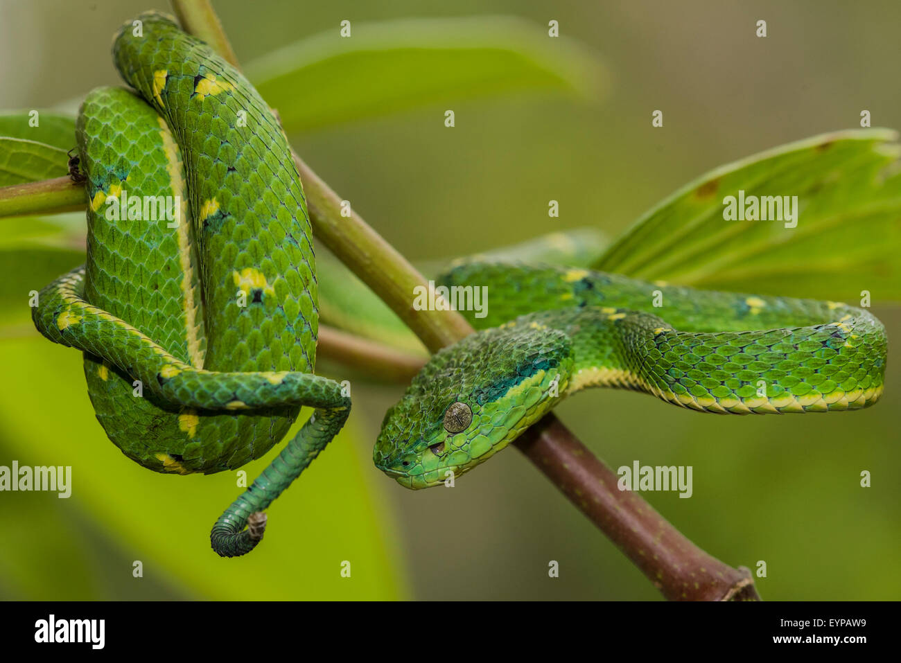 Side striped palm pit viper hi-res stock photography and images - Alamy