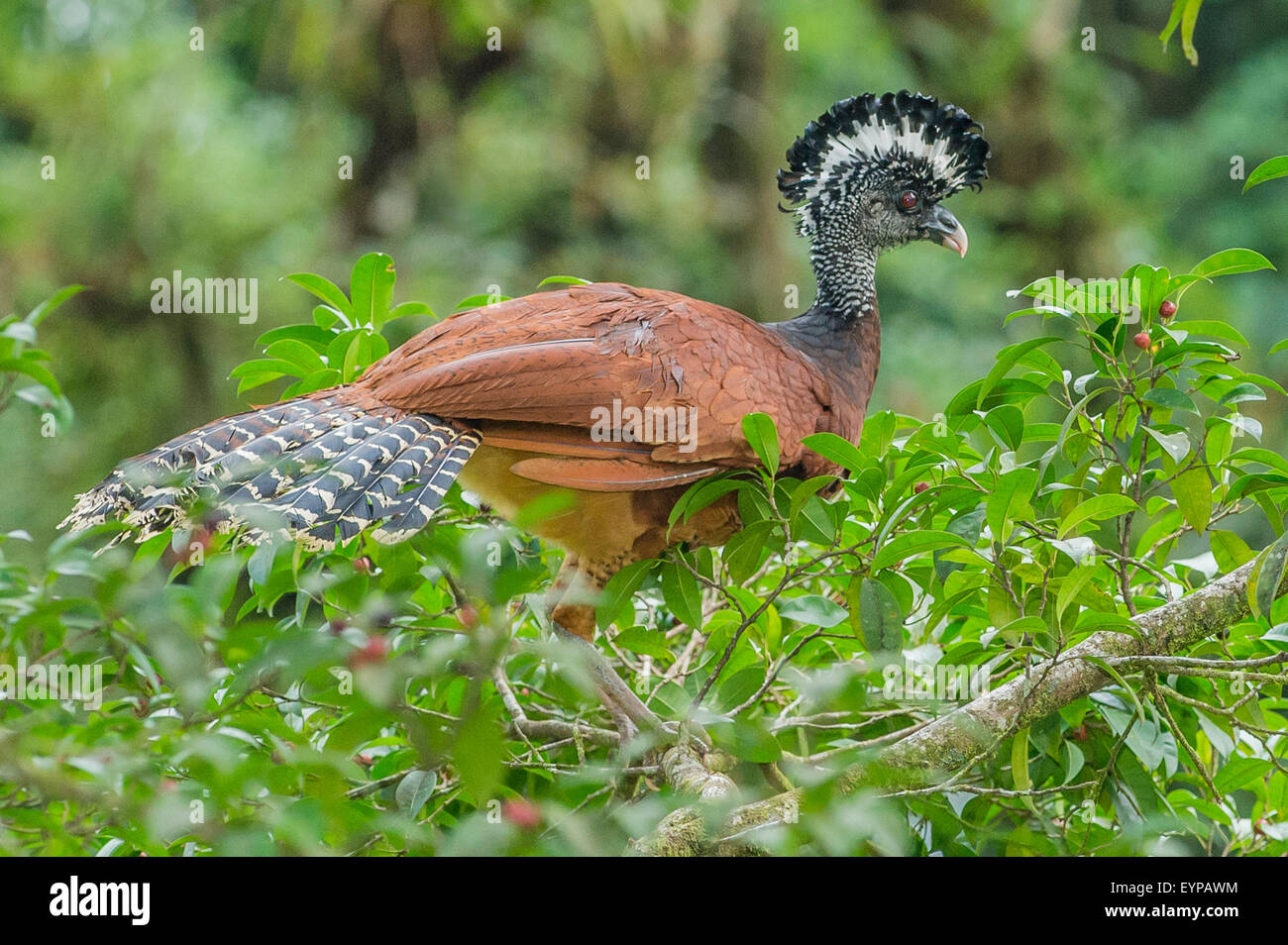 Female curassow hi-res stock photography and images - Alamy