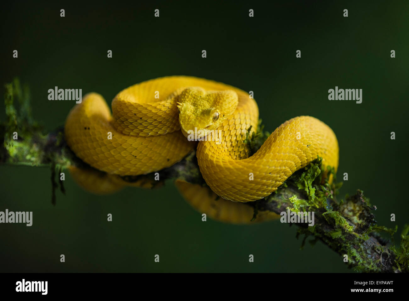An Eyelash Pit Viper in a Costa Rica forest Stock Photo - Alamy