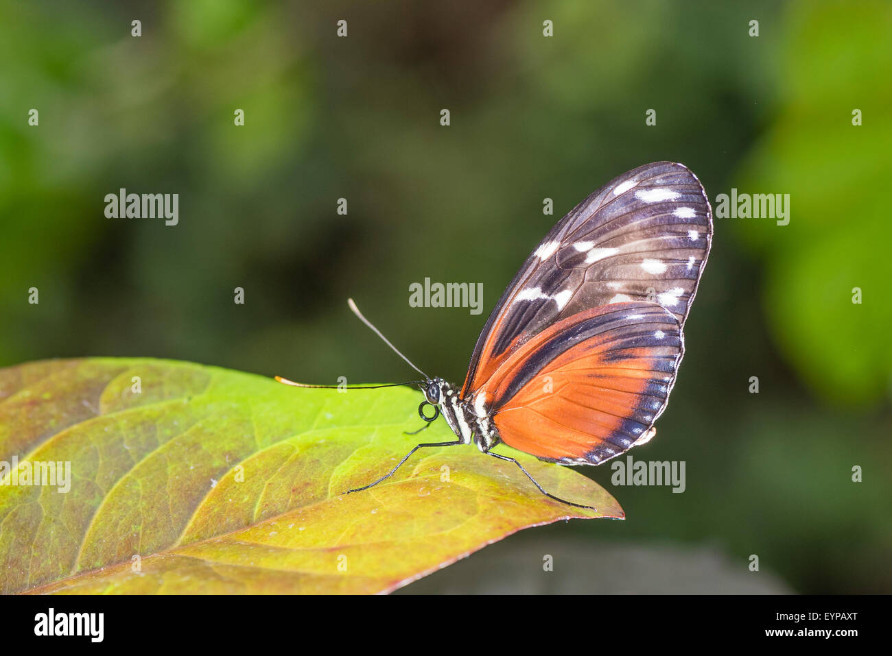Golden hecale butterfly longwing hi-res stock photography and images ...