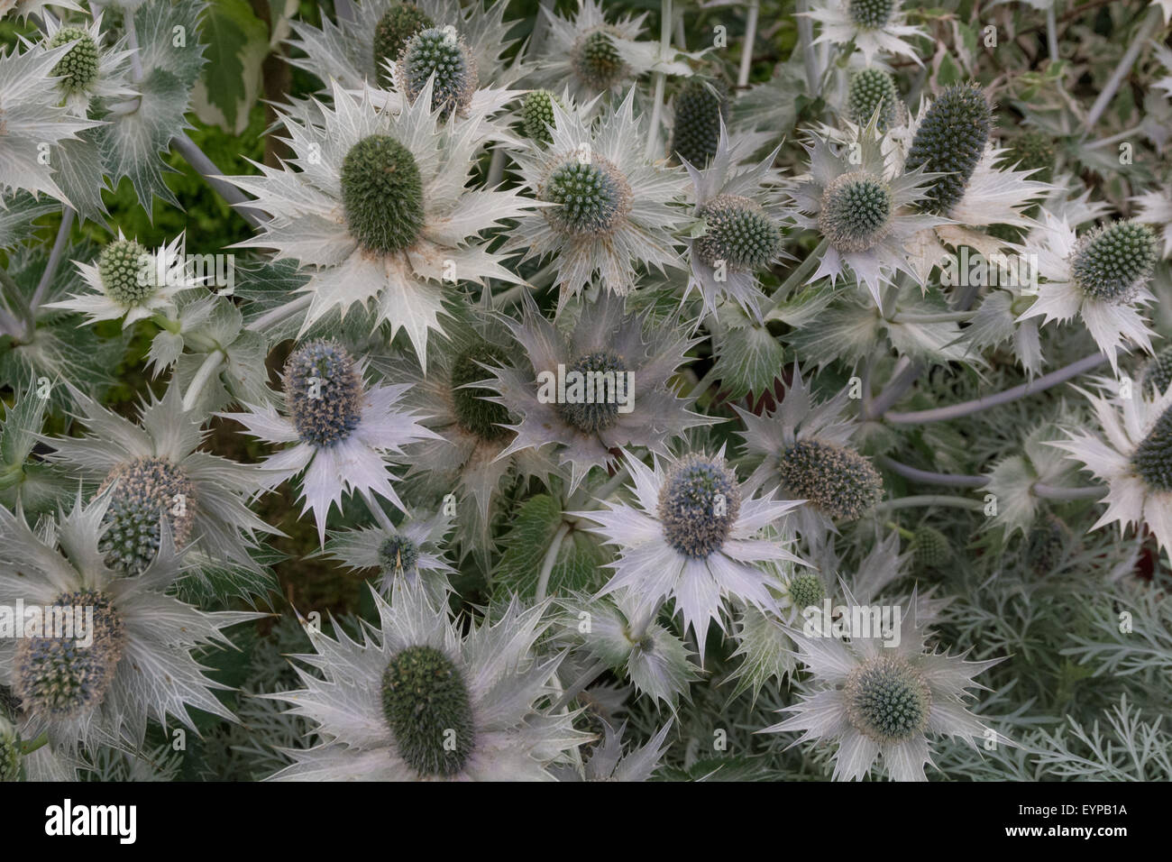 erynium giaganteum silver ghost plant Stock Photo - Alamy