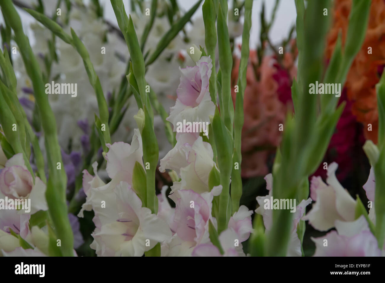 Sheffield blossom hi-res stock photography and images - Alamy