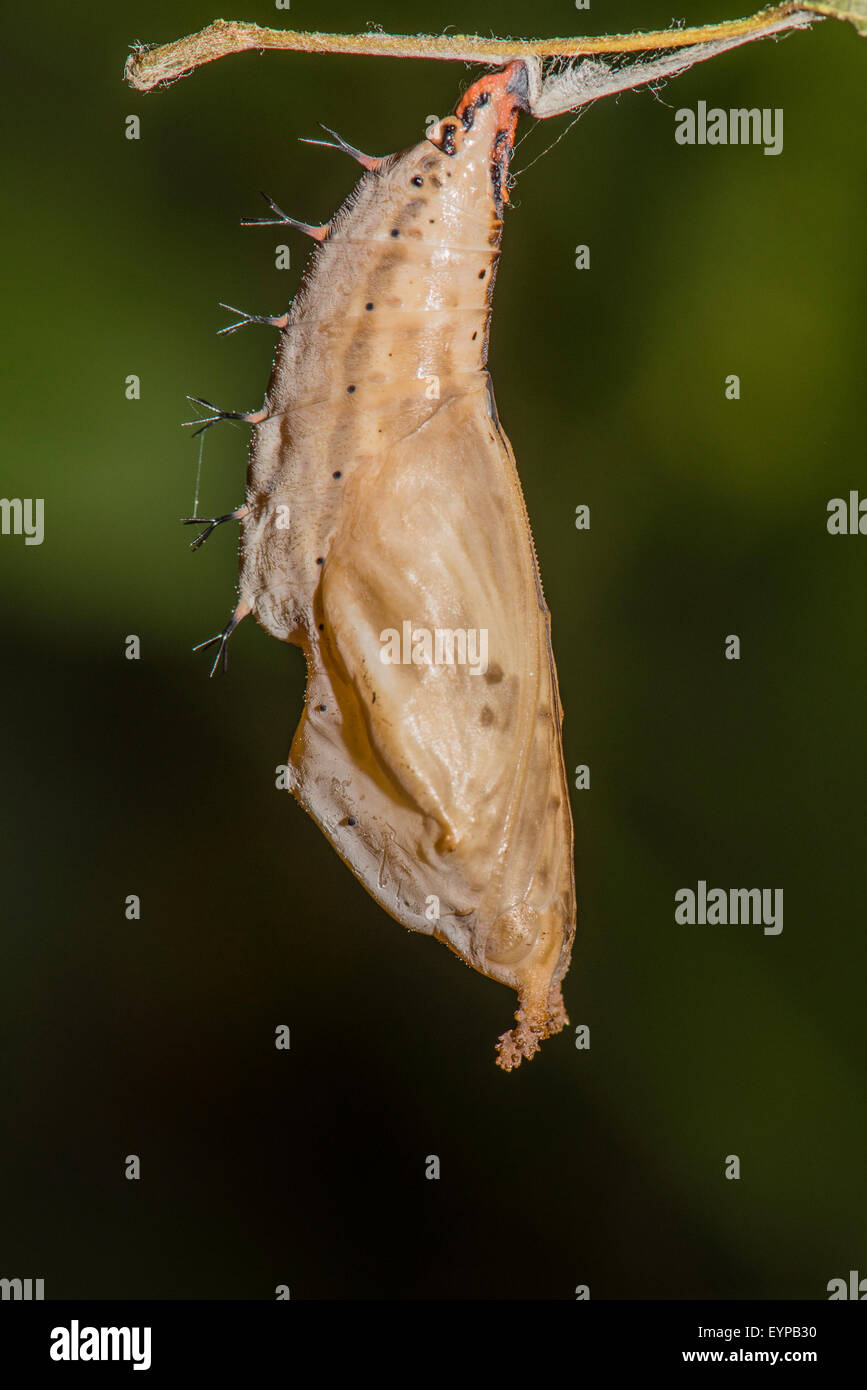 A pupa of the Dashwing butterfly Stock Photo - Alamy