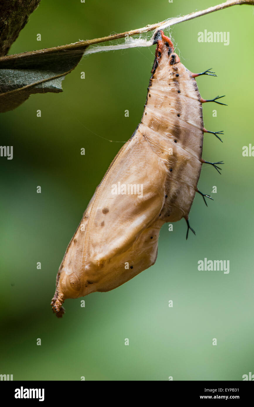 A pupa of the Dashwing butterfly Stock Photo - Alamy