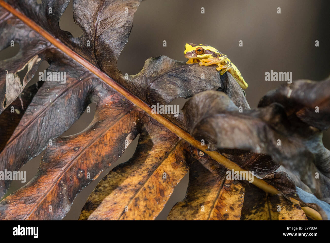 An Hourglass Tree Frog on a dead leaf Stock Photo - Alamy