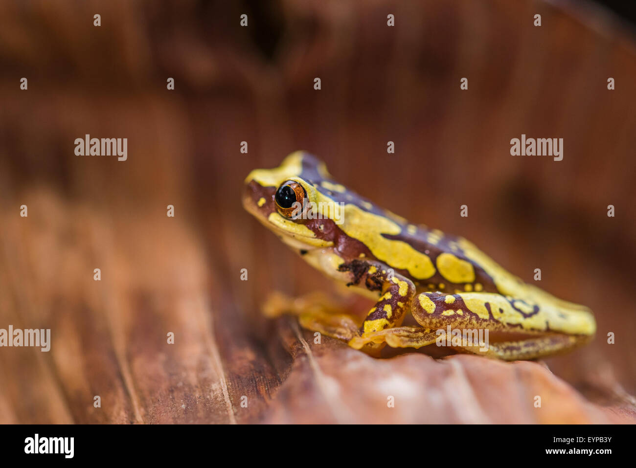 An Hourglass Tree Frog on a dead leaf Stock Photo - Alamy