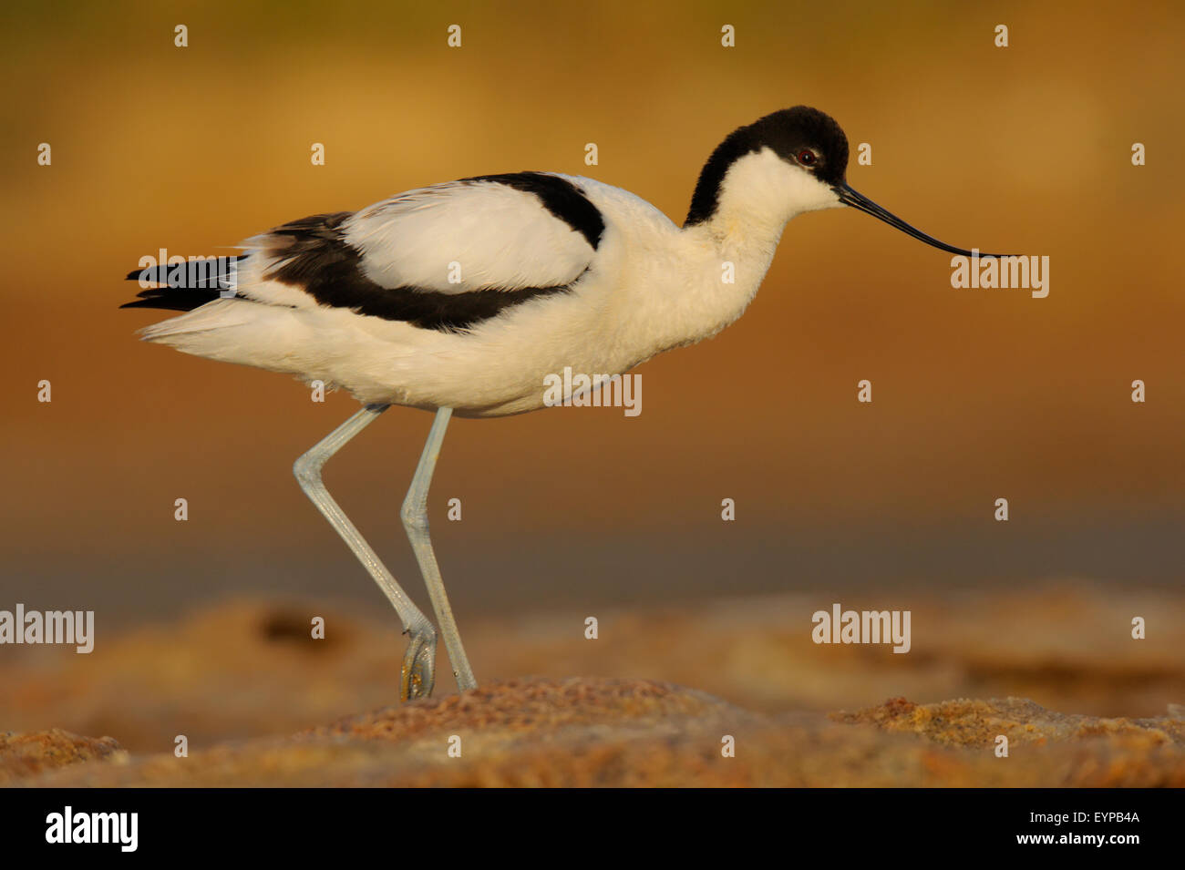Common Avocet - Recurvirostra avosetta - Alfaiate - bird Stock Photo ...
