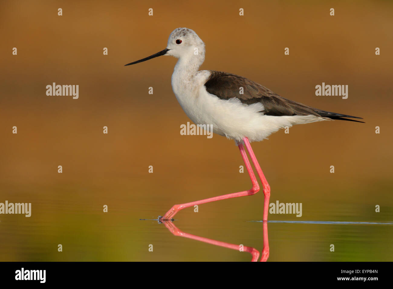 Black Winged Stilt - Himantopus himantopus - Pernilongo - bird Stock ...