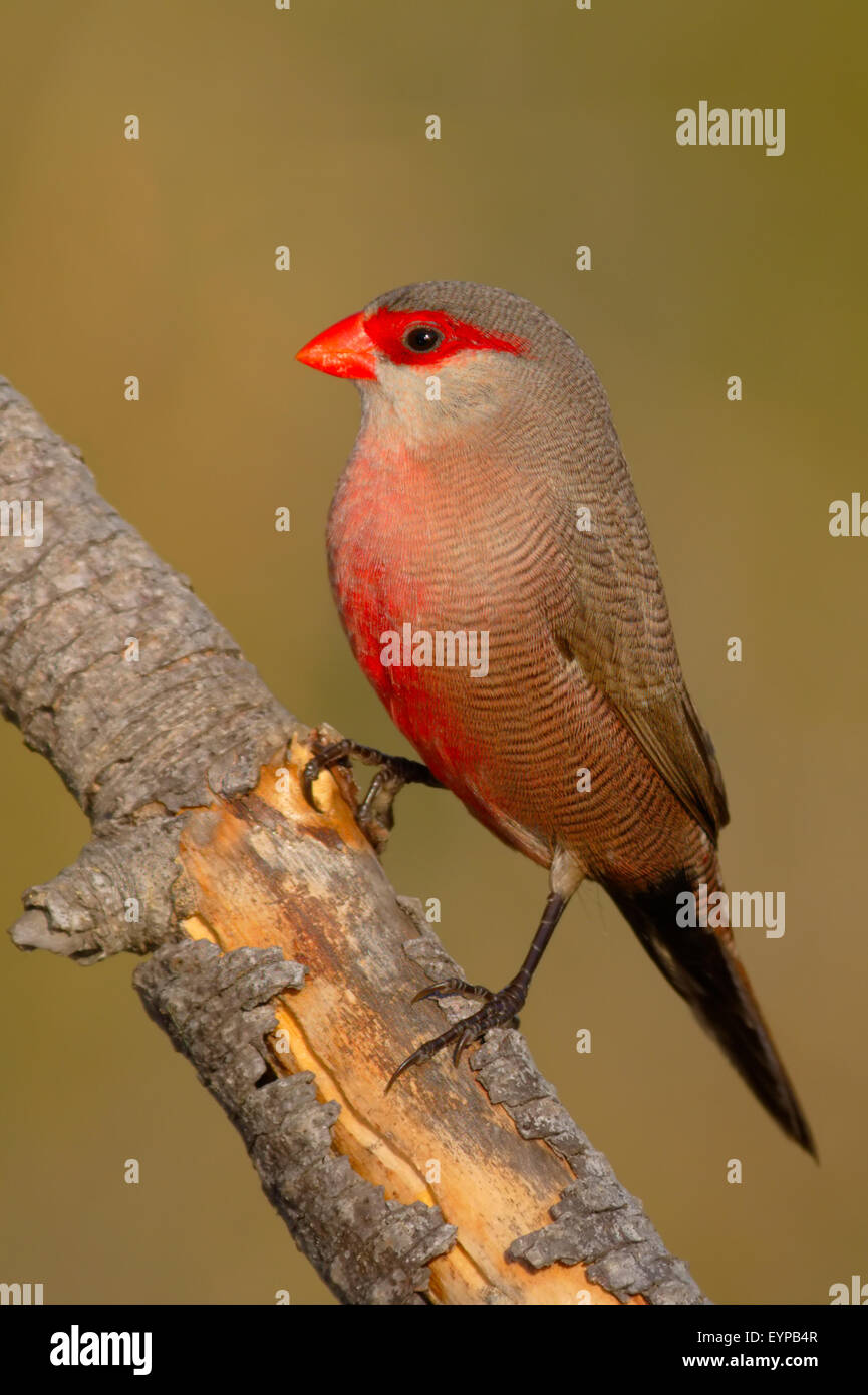 Common waxbill hi-res stock photography and images - Alamy