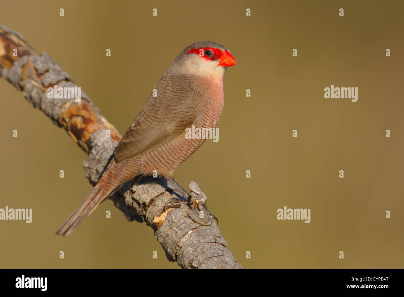 Common waxbill - Estrilda astrild - Bico de lacre - bird Stock Photo ...