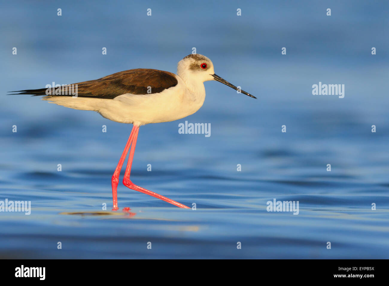 Black Winged Stilt - Himantopus himantopus - Pernilongo - bird Stock ...
