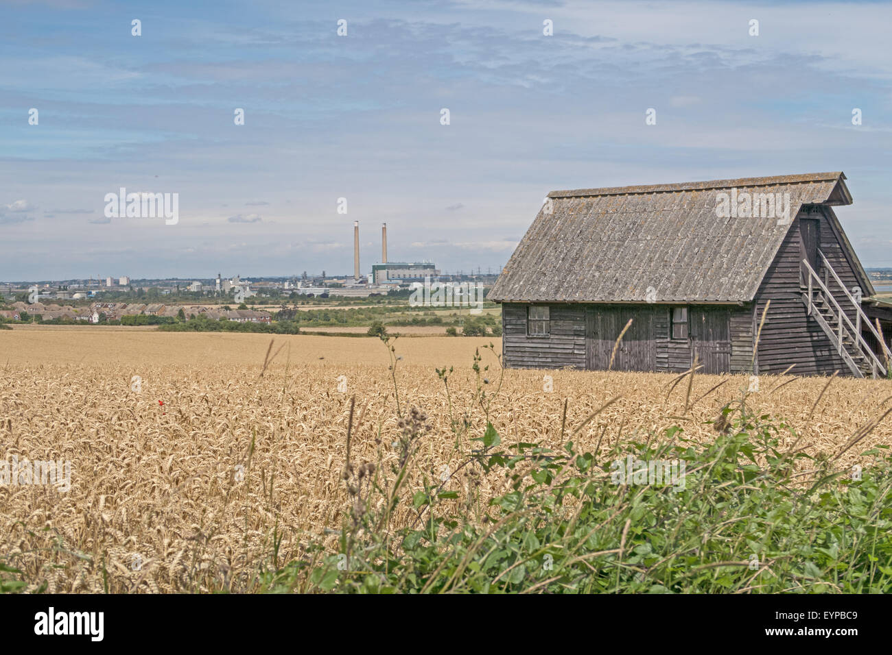 An old shed in a wheat field in the North Kent countryside Stock Photo ...
