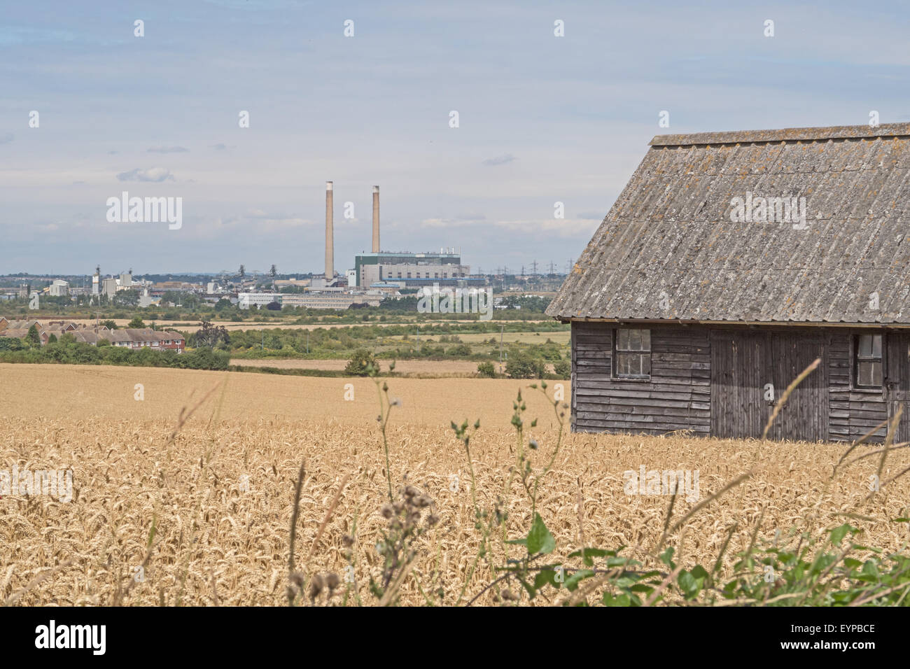 An old wooden shed in a wheat field with Tilbury in the background ...