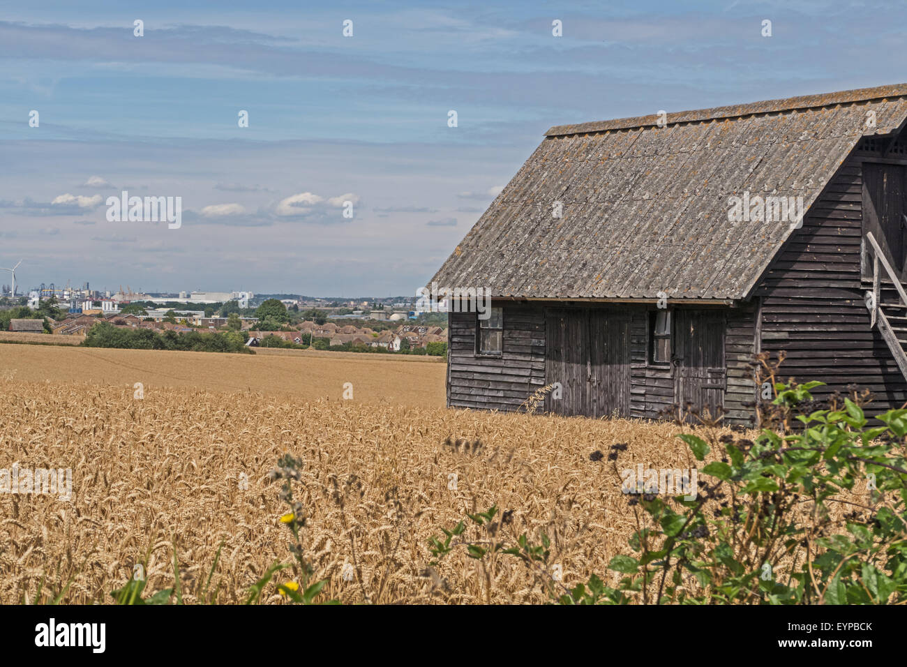 An old wooden shed in a wheat field Stock Photo - Alamy