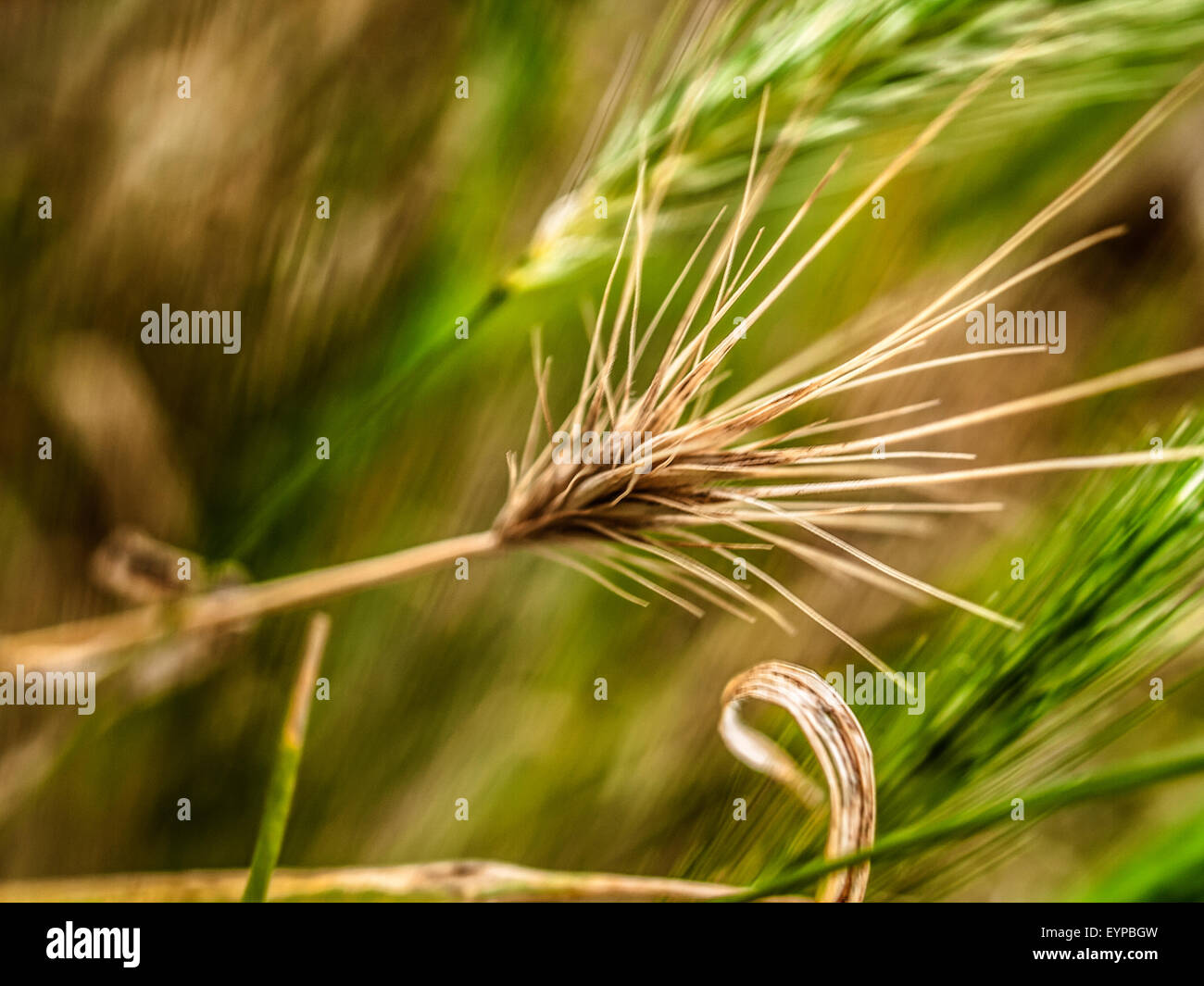 Grass seed arrow Stock Photo - Alamy