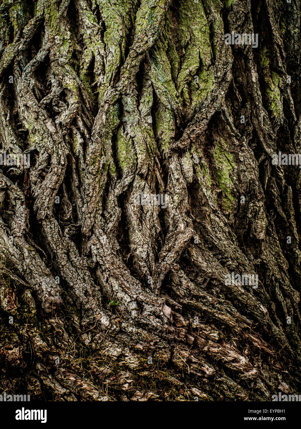 Tree trunk detail Stock Photo - Alamy