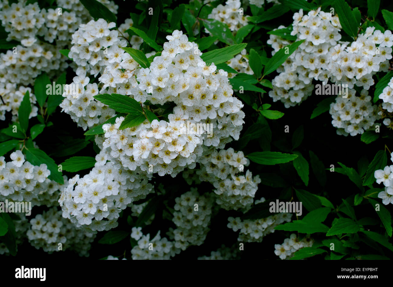 Tree and flowers of Spirea (Spiraea L Stock Photo - Alamy