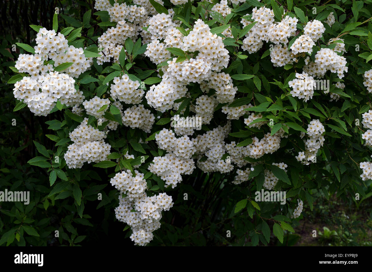 Tree and flowers of Spirea (Spiraea L Stock Photo - Alamy