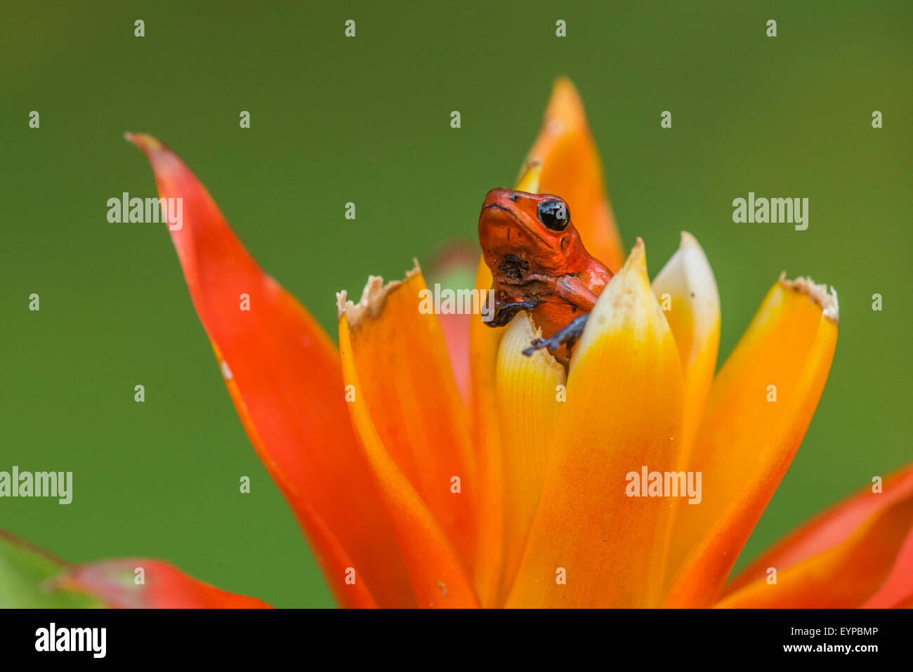 Poison frog on flower hi-res stock photography and images - Alamy