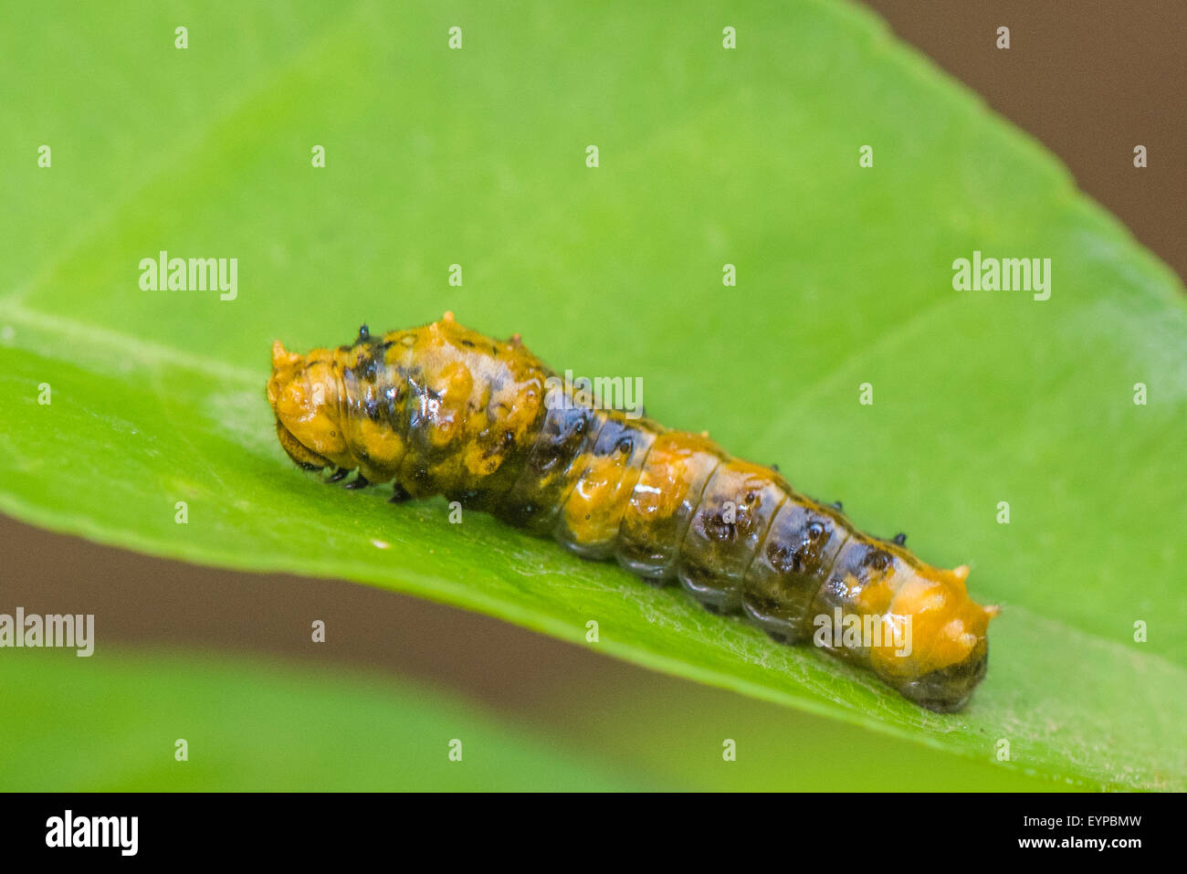 Queen swallowtail hi-res stock photography and images - Alamy