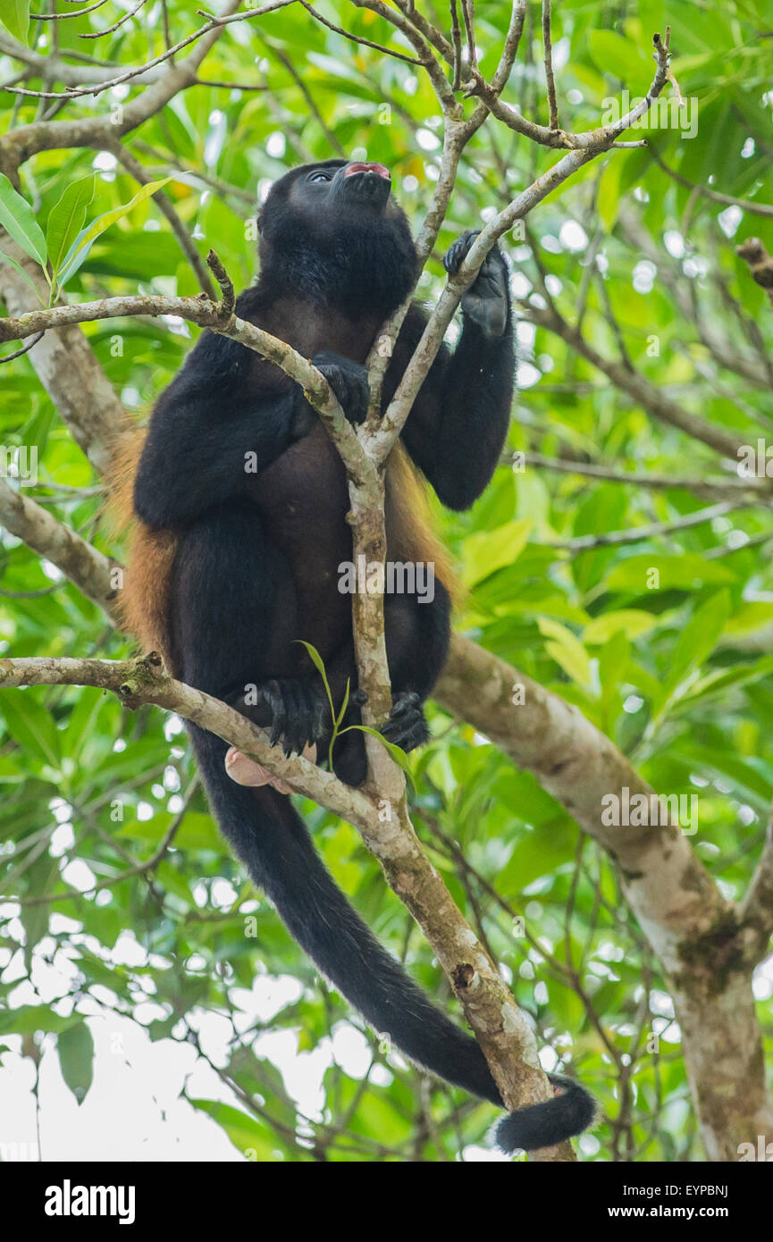 A Mantled Howler Monkey calling Stock Photo - Alamy