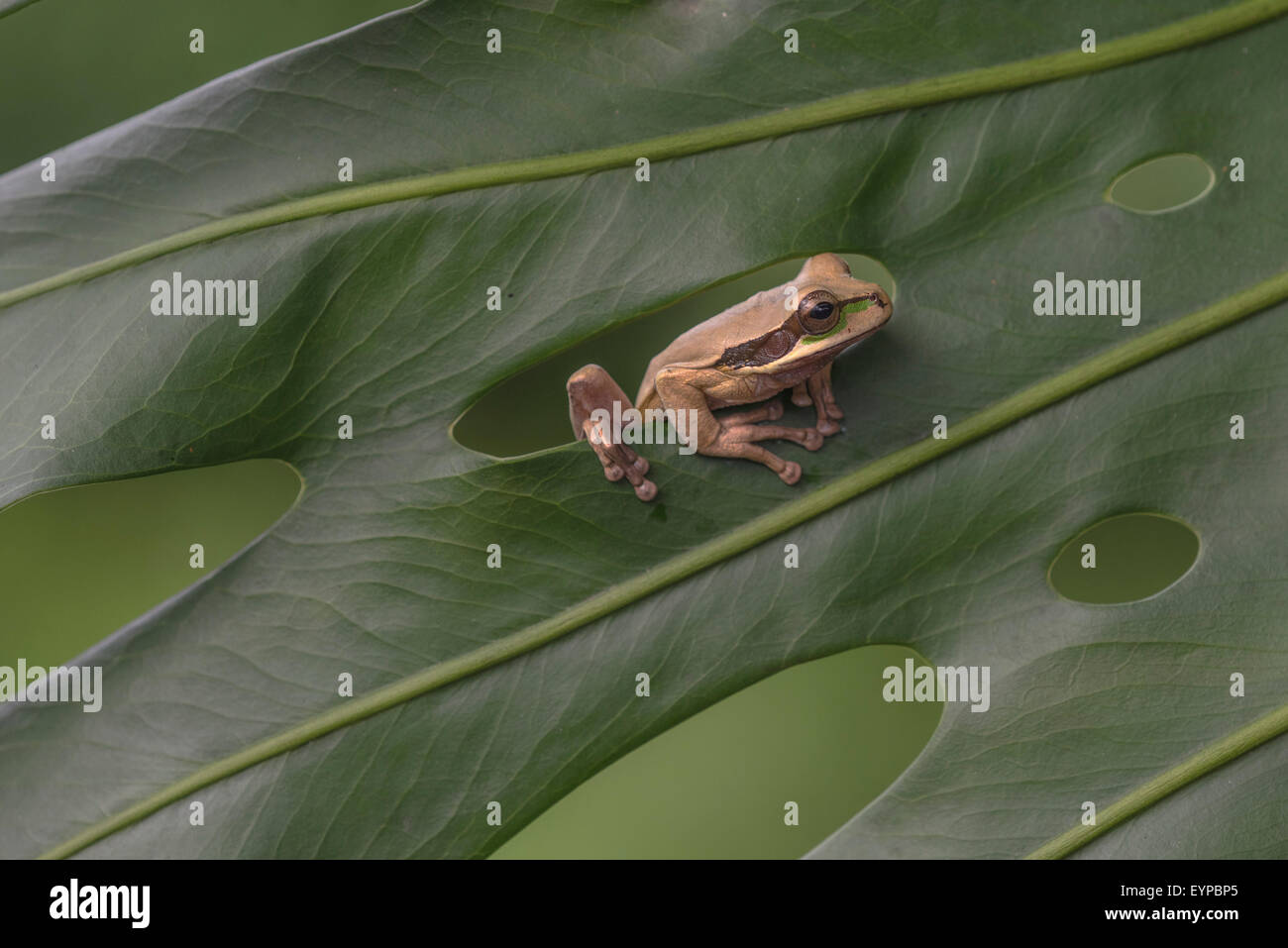 A Masked Tree frog on a leaf Stock Photo - Alamy