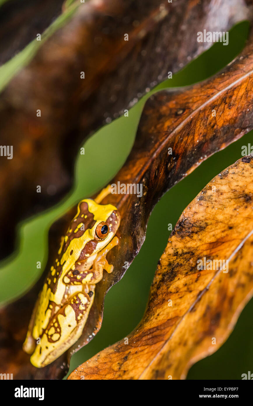 Hourglass treefrog hi-res stock photography and images - Alamy