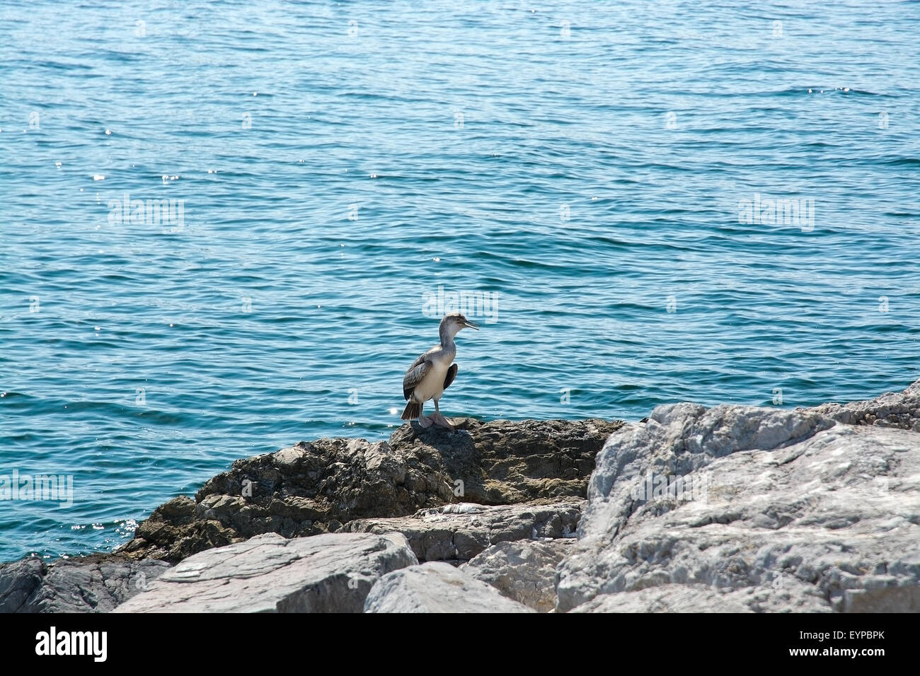 Mediterranean rocky coastal habitat hi-res stock photography and images ...