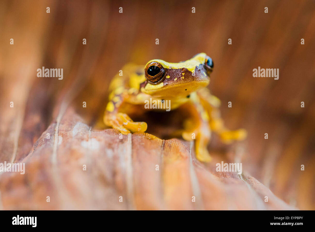 An Hourglass Tree Frog on a dead leaf Stock Photo - Alamy