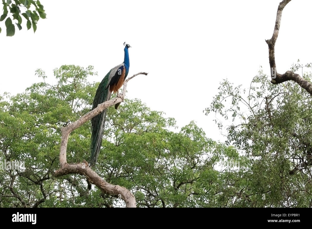 Peacock in jungle tree with white sky, Sri Lanka, Asia Stock Photo - Alamy