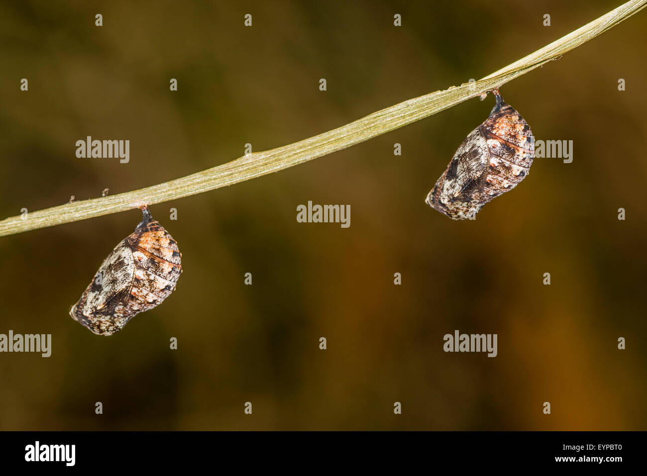 Pupae hi-res stock photography and images - Alamy