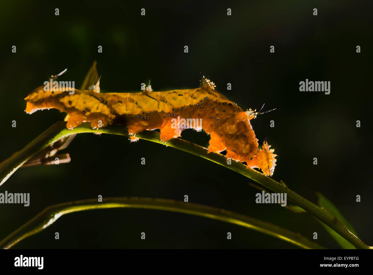 A larva of the Marbled Leafwing butterfly Stock Photo - Alamy