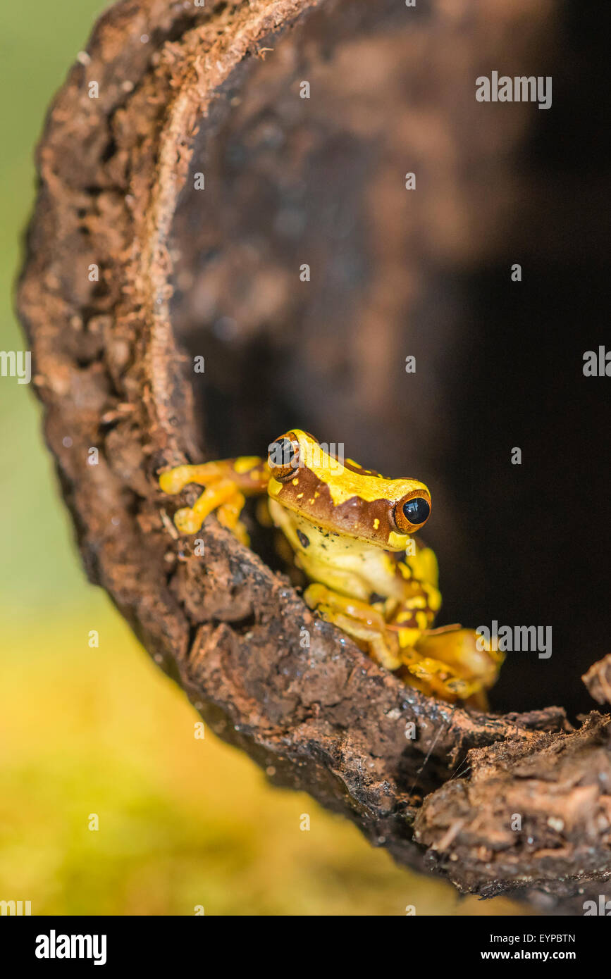 Frog hiding hi-res stock photography and images - Alamy