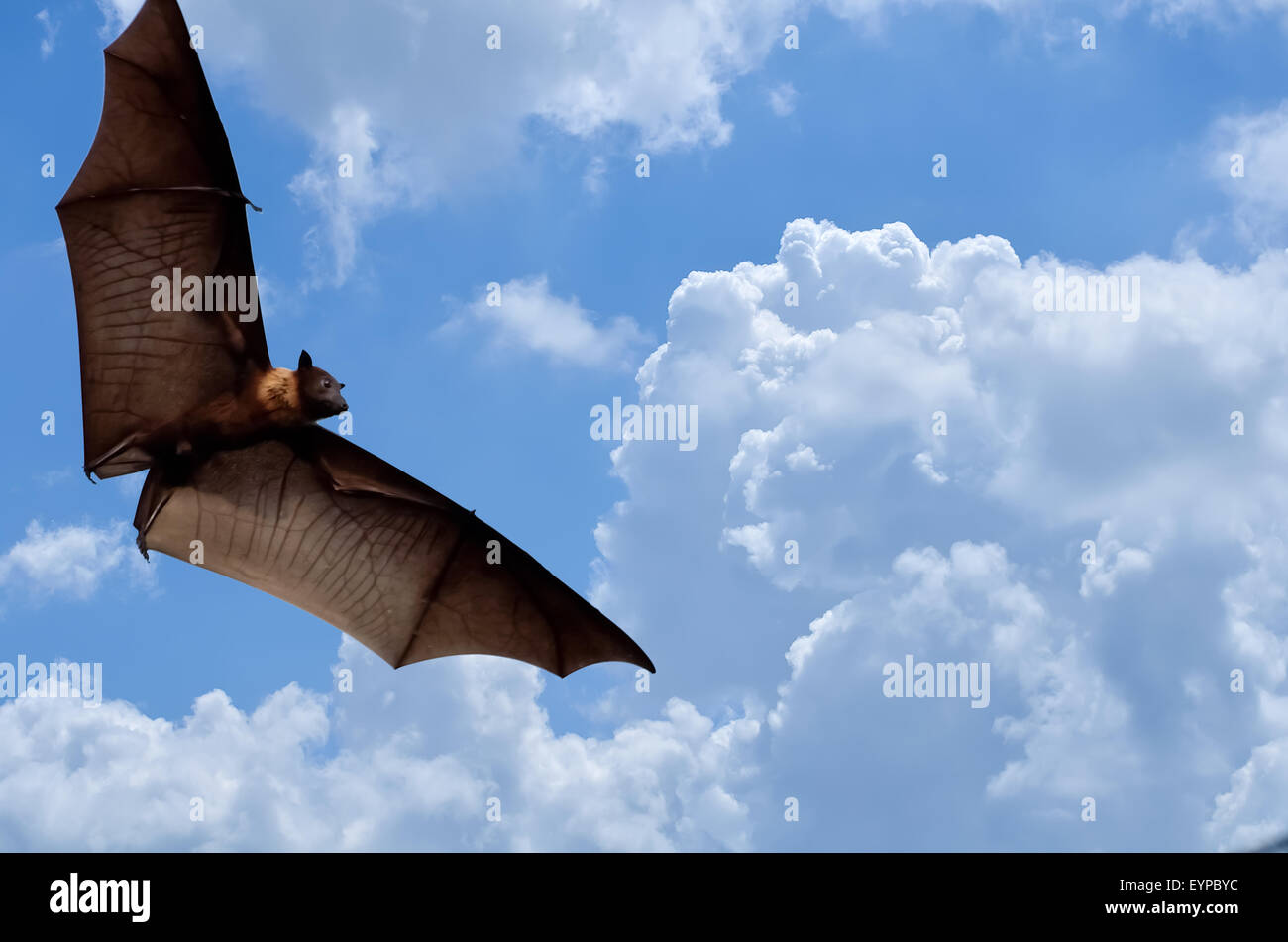 Flying bat in a sky Stock Photo - Alamy