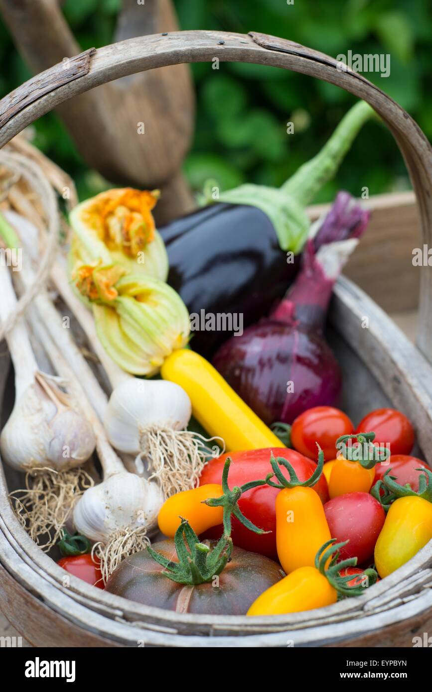 Wooden trug with harvested various summer vegetables, including ...