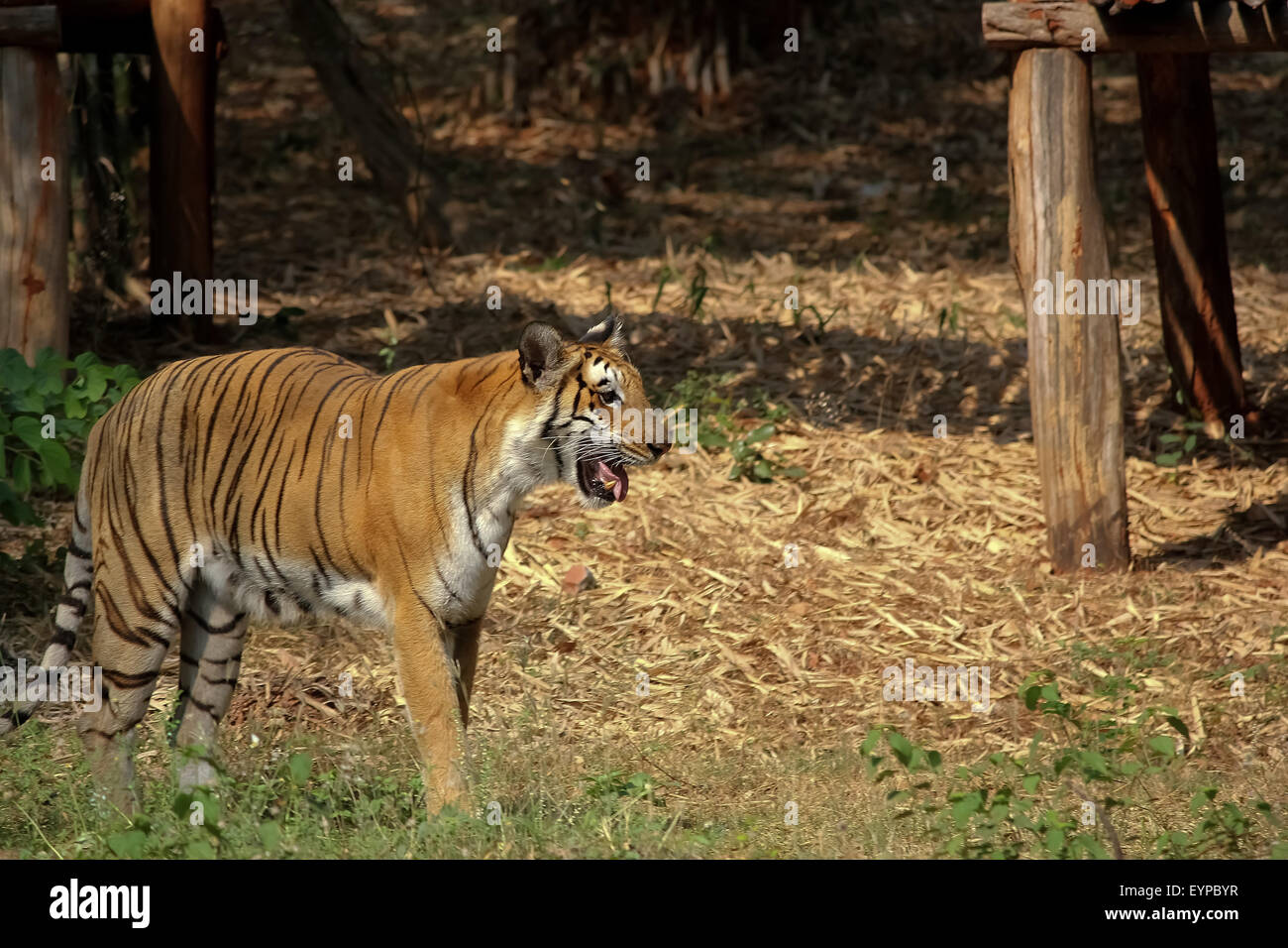 Bengal tiger in a forest Stock Photo - Alamy