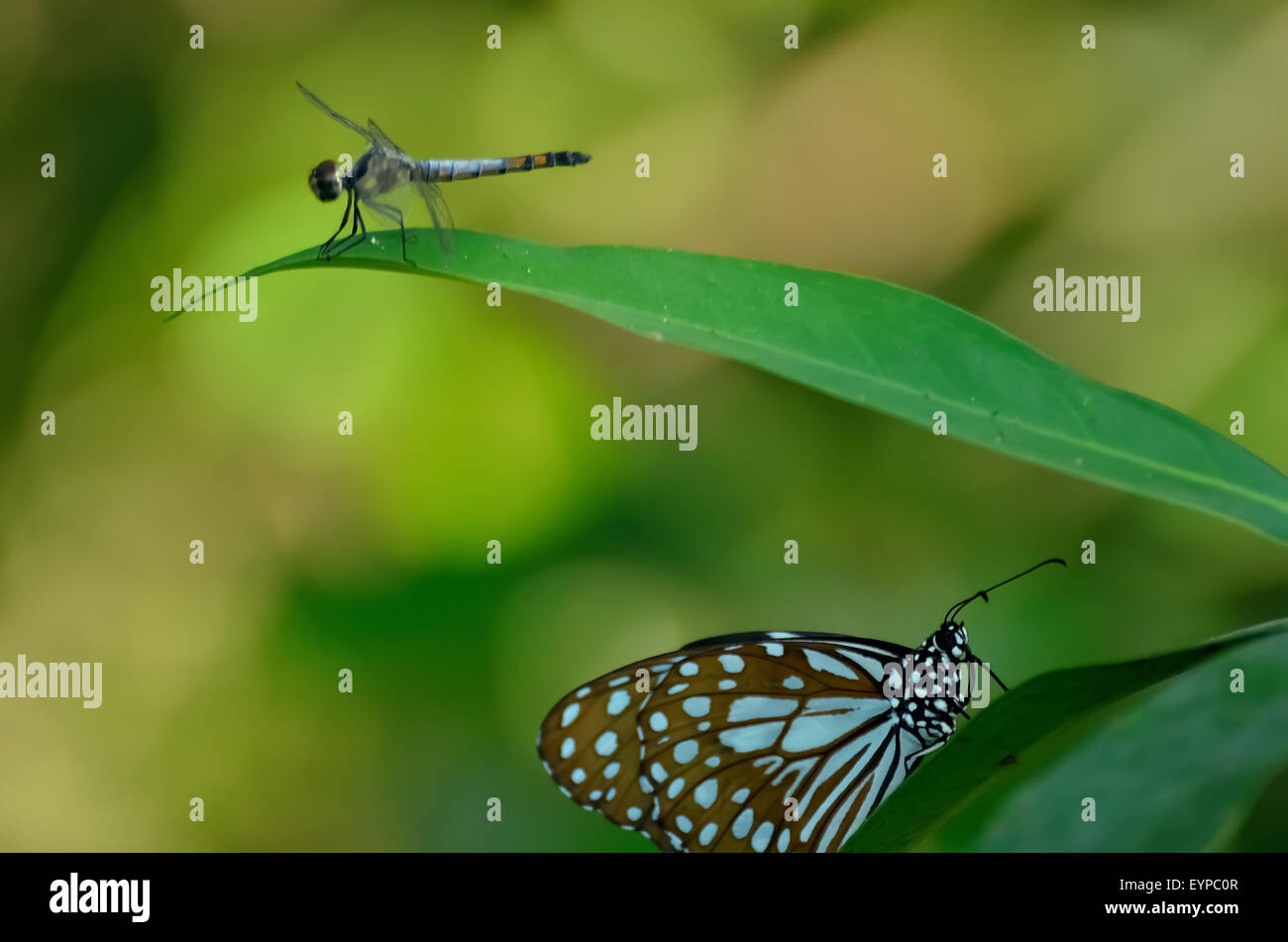 Butterfly and dragonfly Stock Photo - Alamy