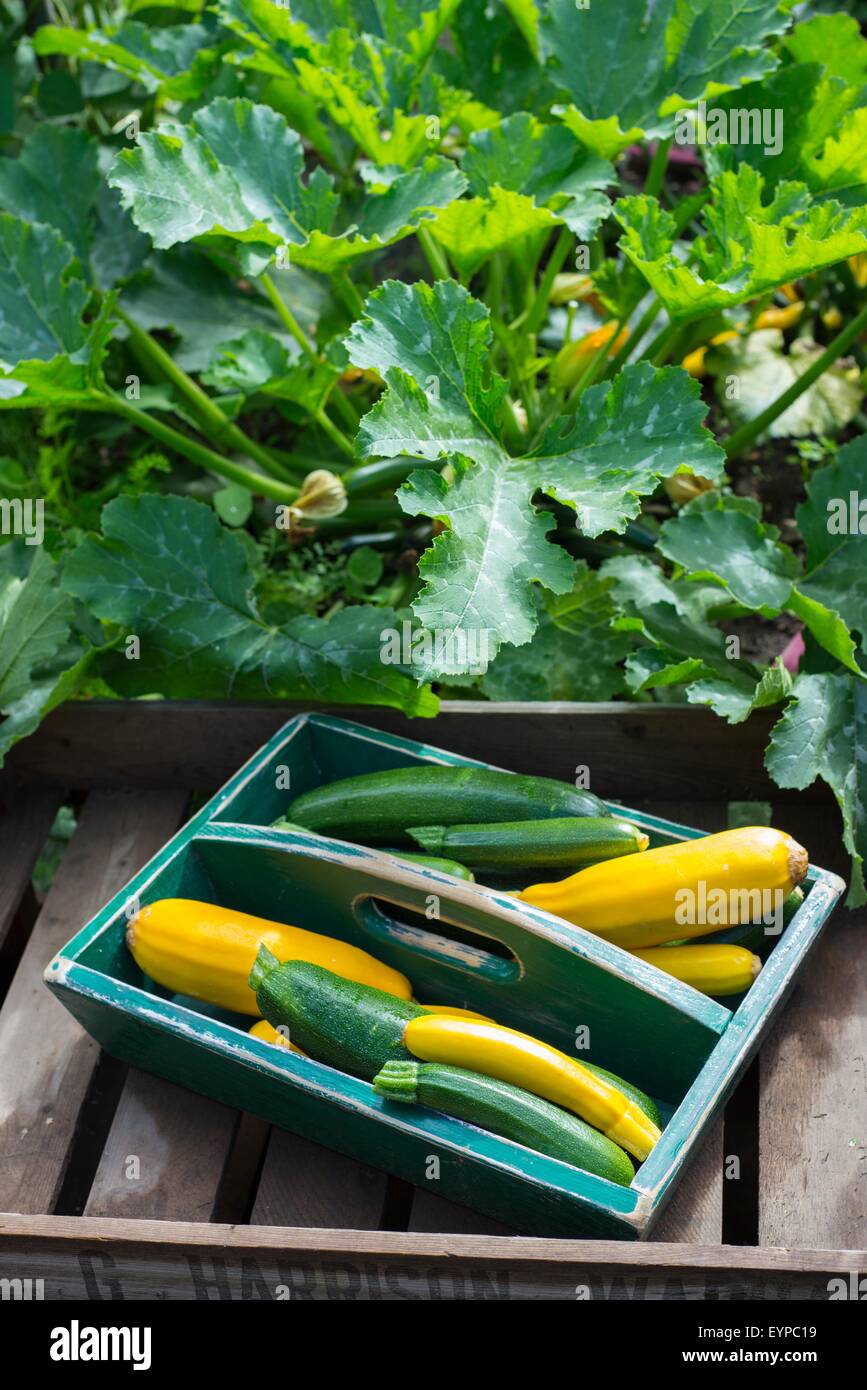 Wooden trug with freshly harvested home grown green and yellow ...